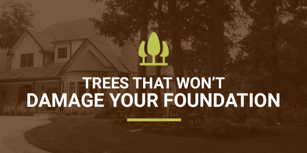Trees That Won’t Damage Your Foundation - Van Matre Construction